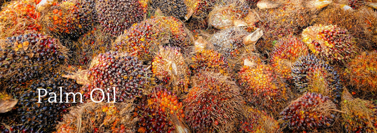 Palm Oil